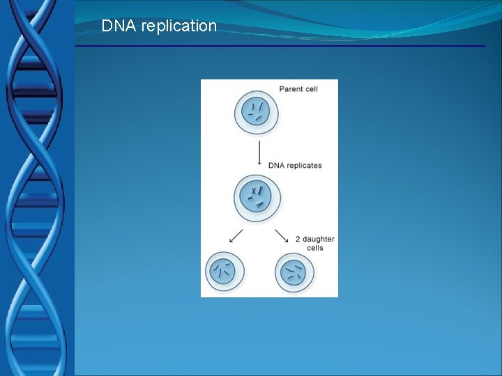Bell warm up 010710 A nucleotide consists of