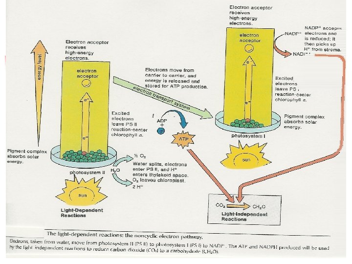 Photosynthesis Using Light to Make Food Honors Biology