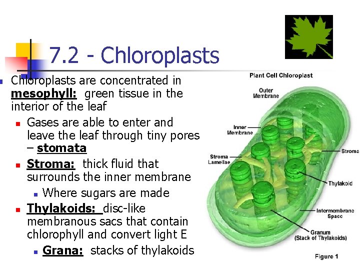 Photosynthesis Using Light to Make Food Honors Biology