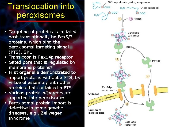 Slide 1 2003 By Default Protein Sorting Transport