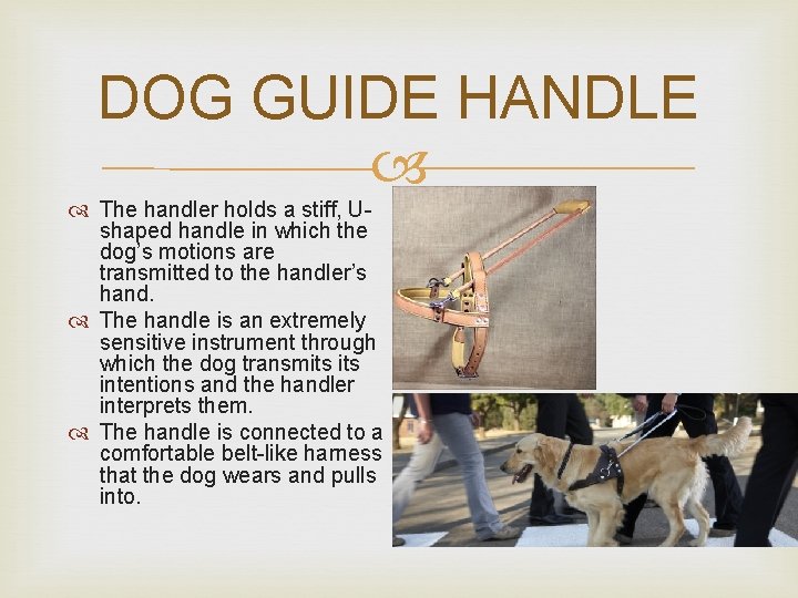 DOG GUIDES By Diana Herrera Rebecca Parras Dog