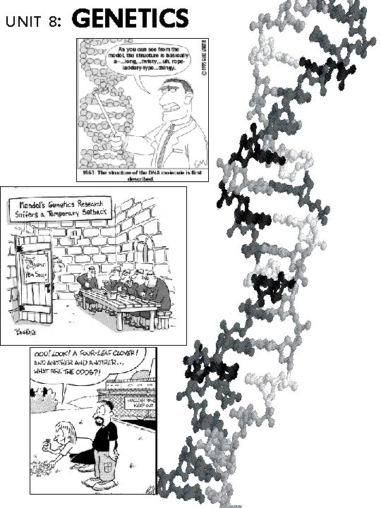 UNIT 8 GENETICS 1 What is the molecule