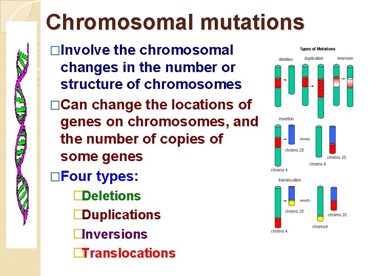 Types of mutations Mutations are changes in the