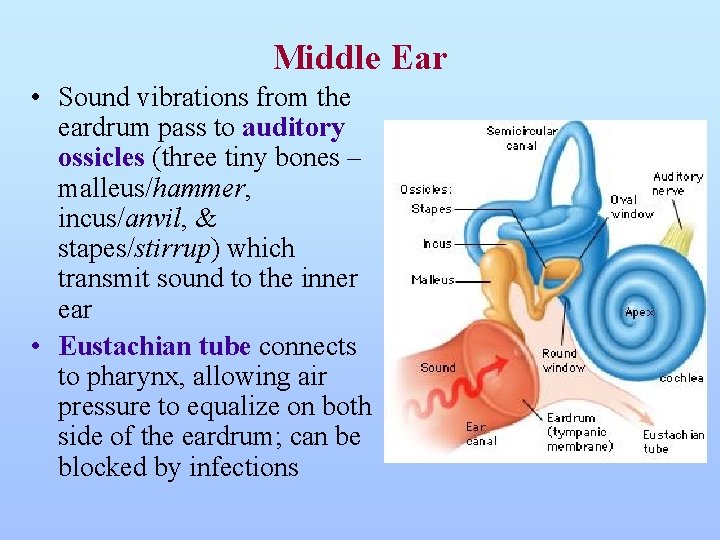 Still Chapter 17 Hearing Balance HEARING 3 main