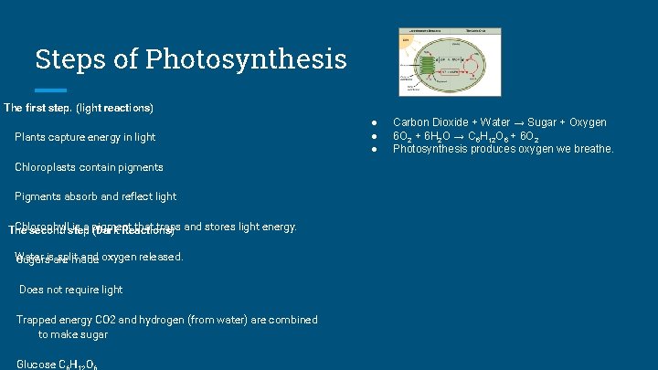 Photosynthesis and Cellular Respiration Moving Material In Plants