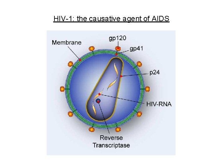 The HIVAIDS Pandemic Advances Made and Challenges Ahead