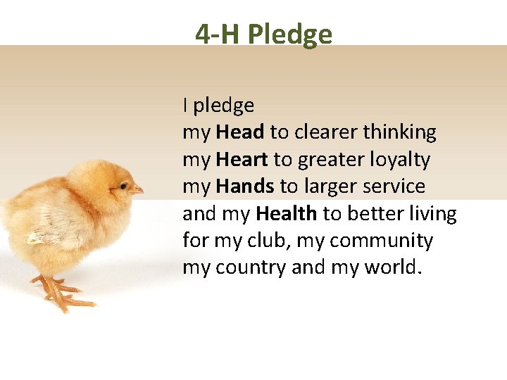 4 H Embryology Week 2 4 H Pledge