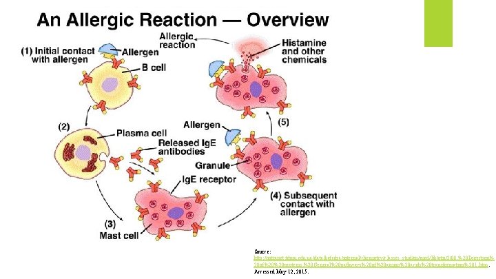 Food Allergies BY VANESSA PAULO Pathophysiology Immune response