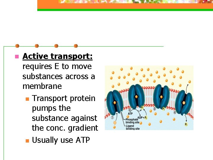 Chapter 6 3 Membranes regulate the traffic of