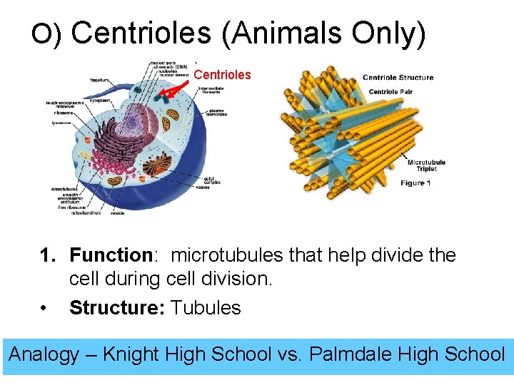 Cell Organelles Review Cell Parts Cells the basic