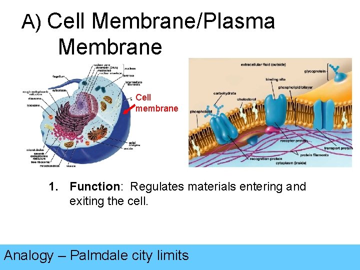Cell Organelles Review Cell Parts Cells the basic