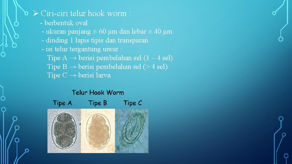 CACING TAMBANG HOOK WORM DISUSUN OLEH DWI RACHMAWATI