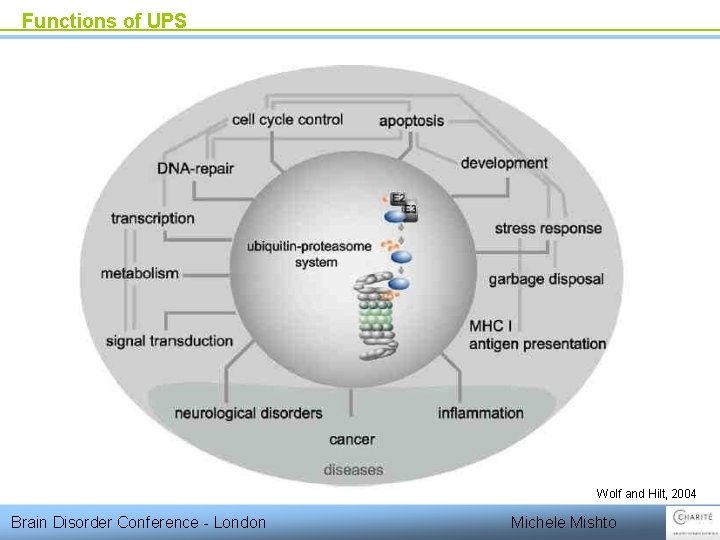 Immunoproteasome in neuroinflammation Michele Mishto Institut fr Biochemie