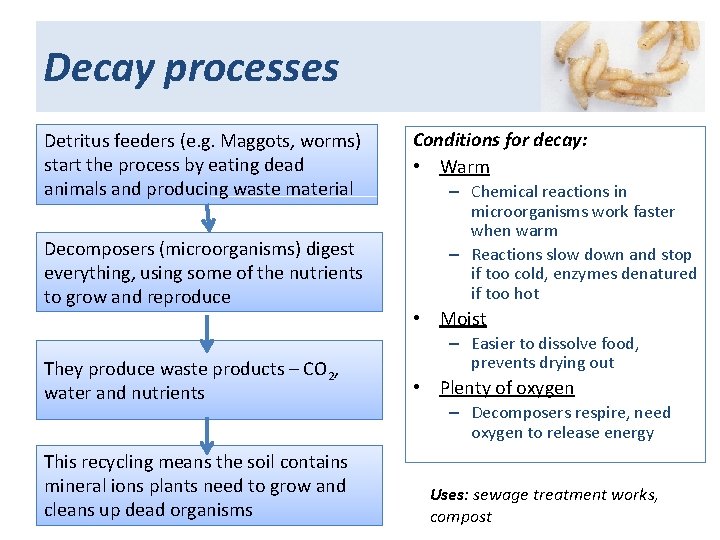 Decay processes Carbon cycle B 1 5 Energy