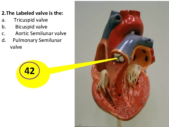 Cardiovascular System Study Slides 38 1 The labeled