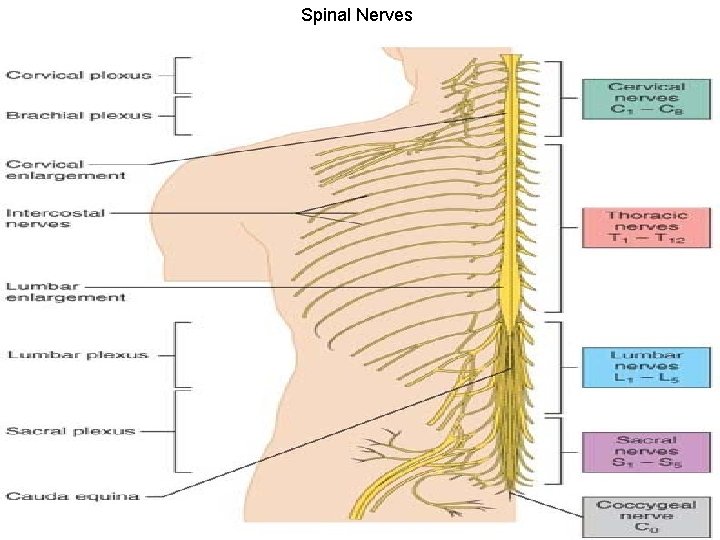 The Peripheral Nervous System Sistem saraf perifer Sistem