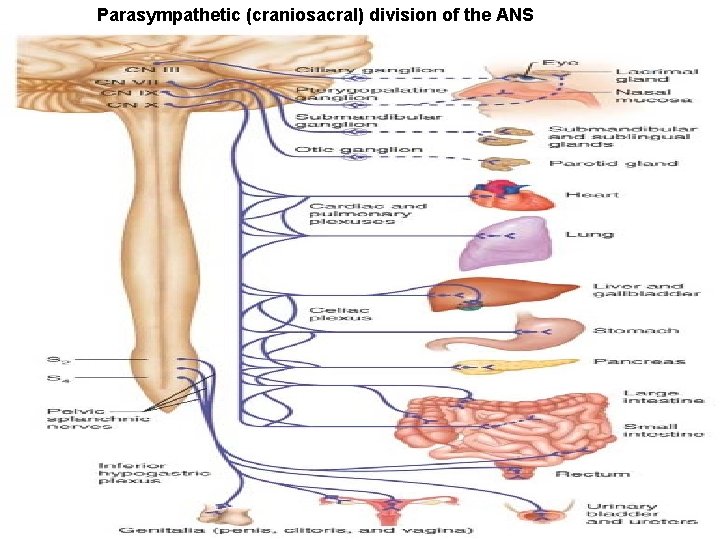 The Peripheral Nervous System Sistem saraf perifer Sistem