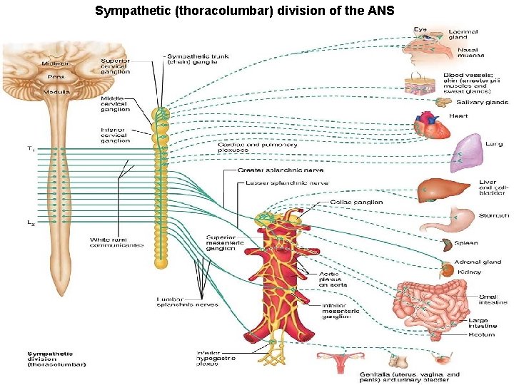The Peripheral Nervous System Sistem saraf perifer Sistem