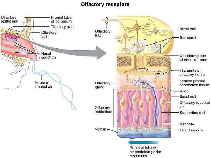 The Peripheral Nervous System Sistem saraf perifer Sistem