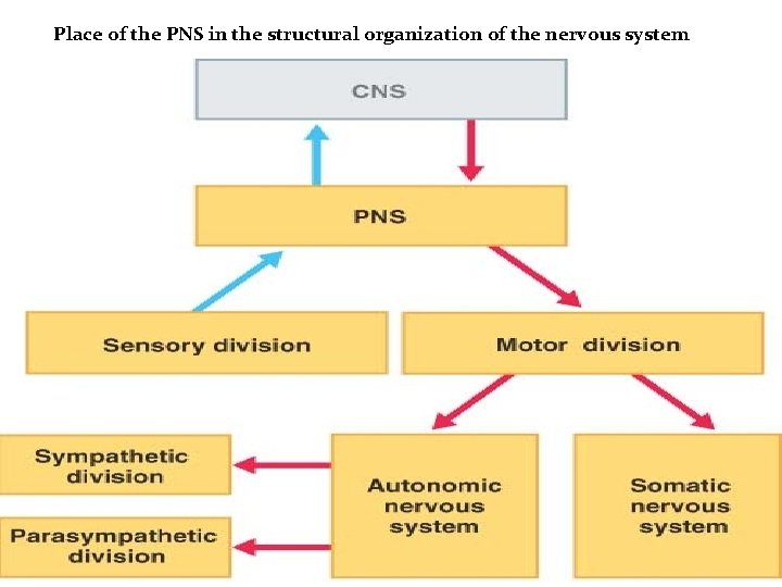 The Peripheral Nervous System Sistem saraf perifer Sistem