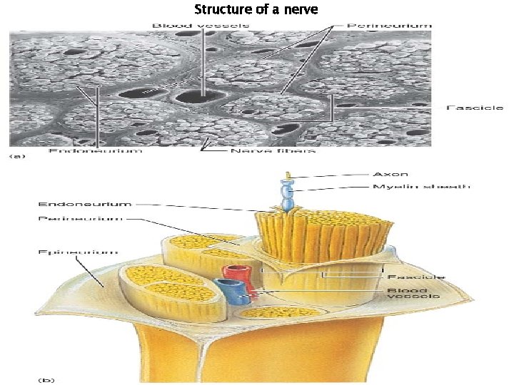 The Peripheral Nervous System Sistem saraf perifer Sistem