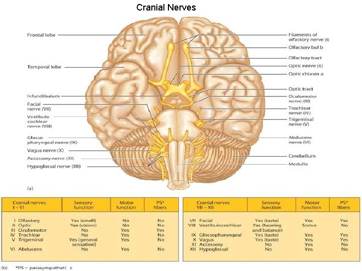 The Peripheral Nervous System Sistem saraf perifer Sistem