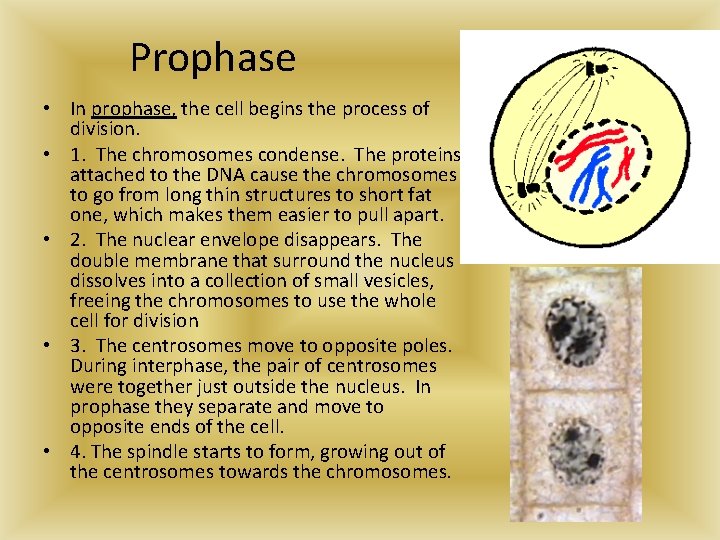 MEKANISME SEL DAN SIKLUS HIDUP TANAMAN MITOSIS Istilah