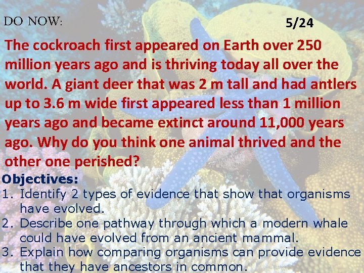 DO NOW 524 The cockroach first appeared on