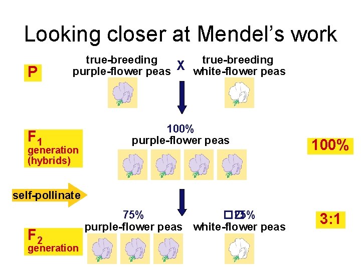 Mendel Genetics Gregor Mendel Modern genetics began in