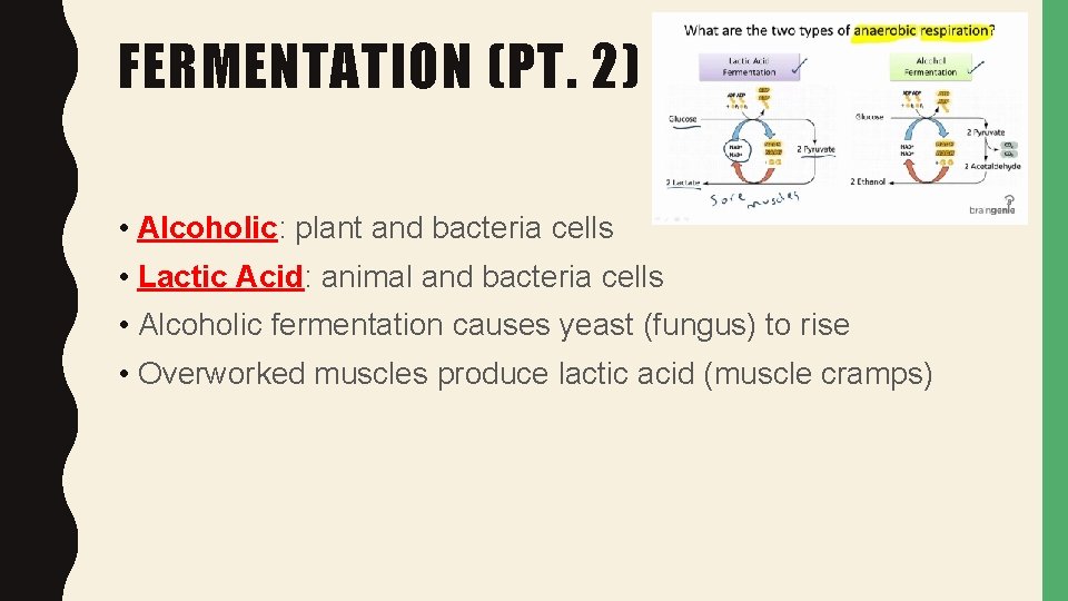 BACTERIA METABOLISM BY JULIA OWEN AND THEO OVERVIEW