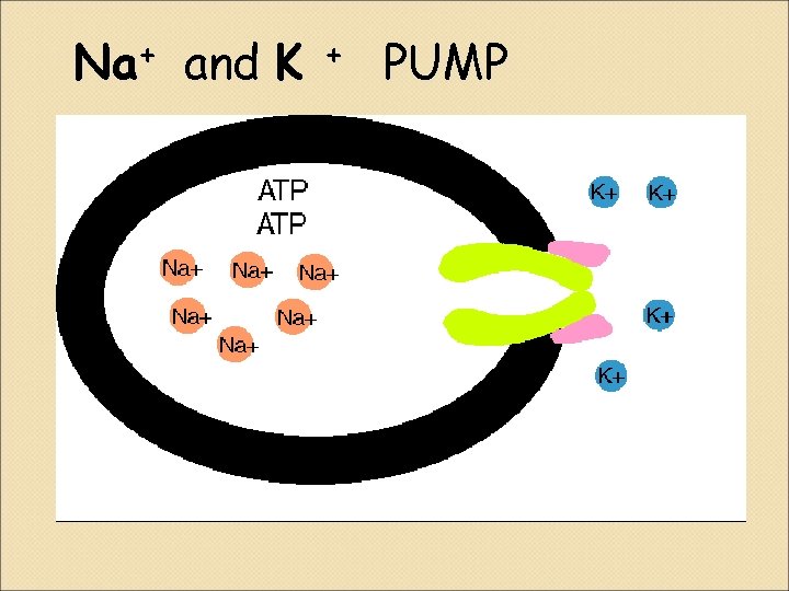 Cell Membrane The Ways Molecules Move I Cell