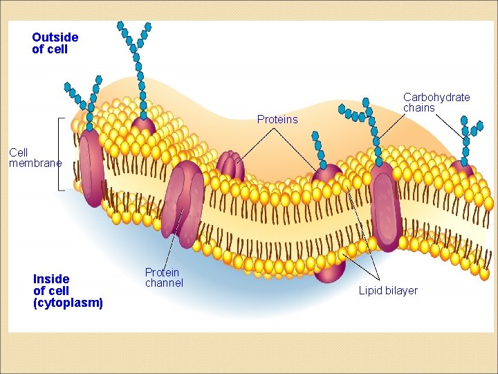 Cell Membrane The Ways Molecules Move I Cell