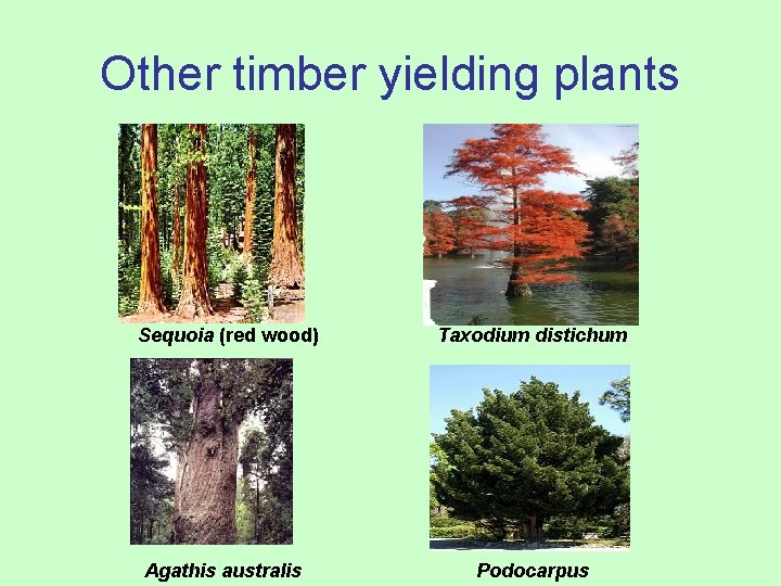 Economic Importance Of Gymnosperms Other timber yielding plants