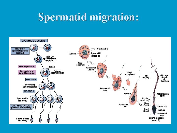 Physiology of Reproduction Gonadal development n Both the