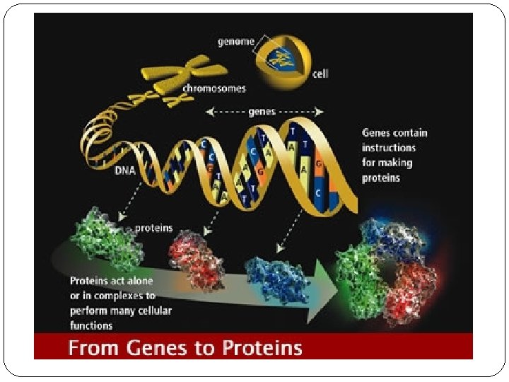 Understanding Race A biological investigation Our guiding question