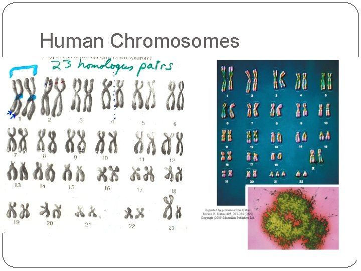 Understanding Race A biological investigation Our guiding question
