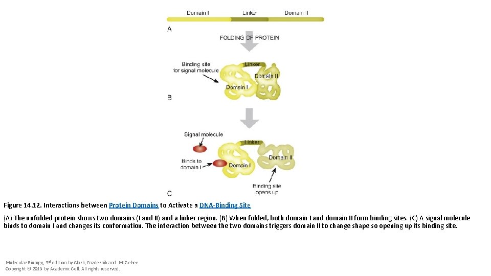 Unit 3 The Central Dogma of Molecular Biology