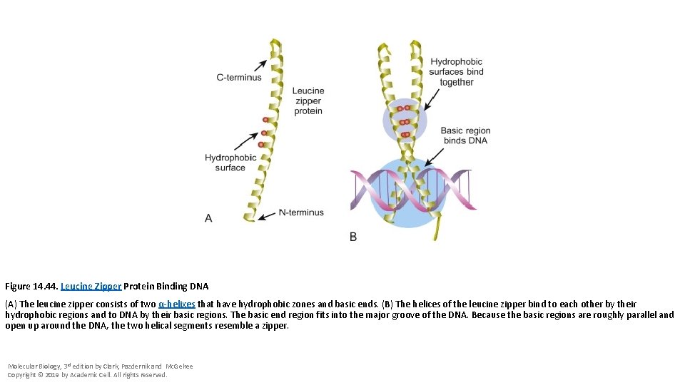 Unit 3 The Central Dogma of Molecular Biology