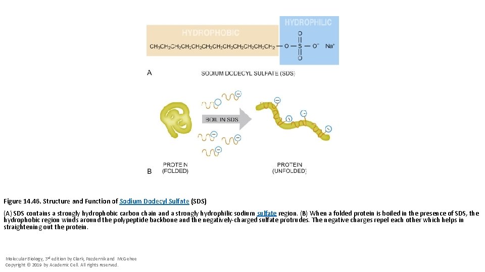 Unit 3 The Central Dogma of Molecular Biology