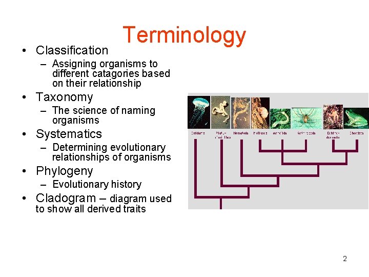 CLASSIFICATION TAXONOMY TEXT BOOK CH 18 REVIEW BOOK