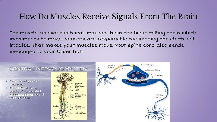 The Muscular System By Mr Bergs 6 th