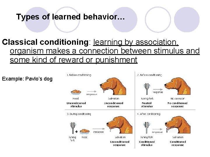 Animal Behavior anything an animal does in response