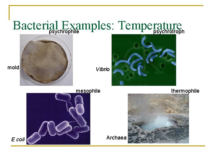 Bacterial Requirements Temperature and Oxygen Measurement of Microbial
