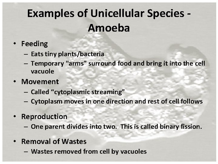 Unicellular Organisms Unicellular Organisms Made of only one