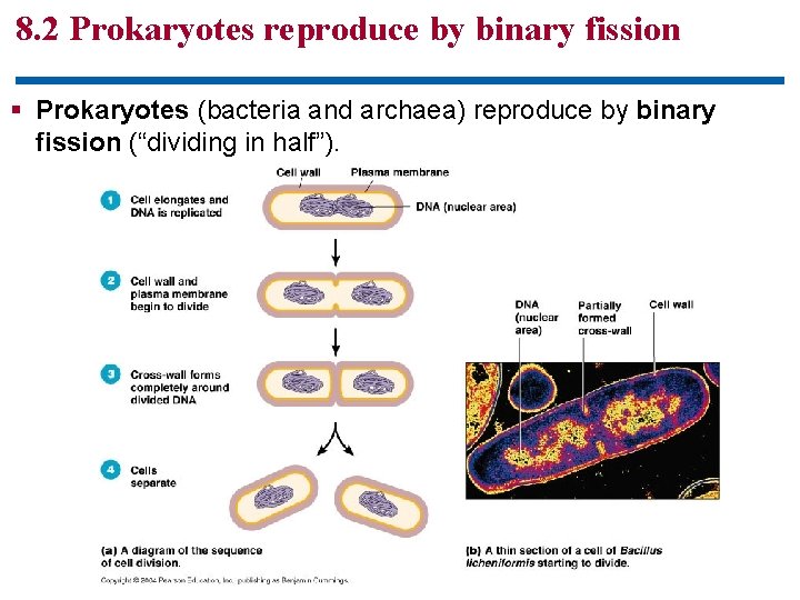 Chapter 8 The Cellular Basis of Reproduction and