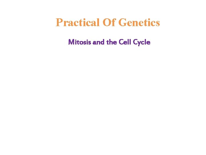 Practical Of Genetics Mitosis and the Cell Cycle