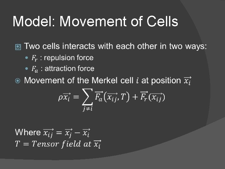 AGENTBASED MODEL FOR FRICTION RIDGE PATTERNS Merkel cells