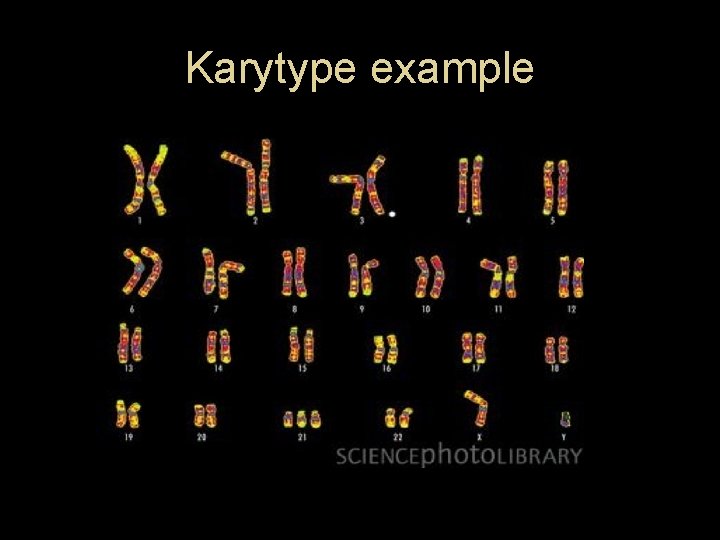 Meiosis and Sexual Reproduction Notes To be used