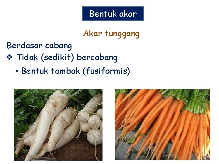 Bentuk akar Akar tunggang Berdasar cabang v Tidak