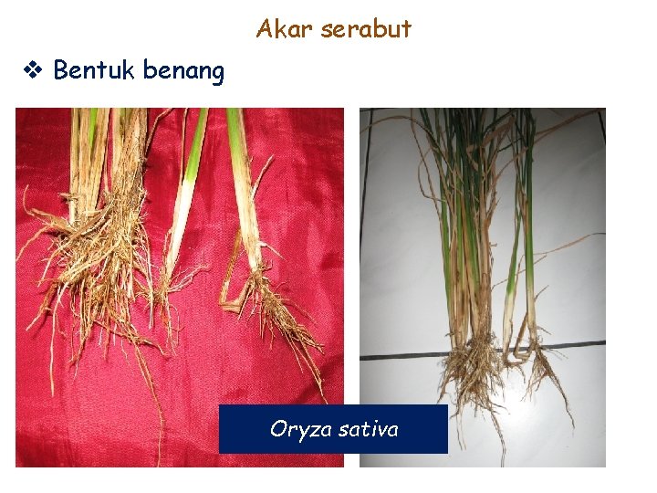 Bentuk akar Akar tunggang Berdasar cabang v Tidak